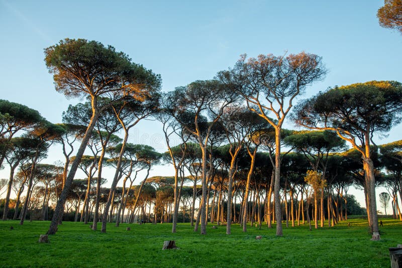 Pine Tree Forest at Sunset, Rome, Italy Stock Image - Image of lazio ...