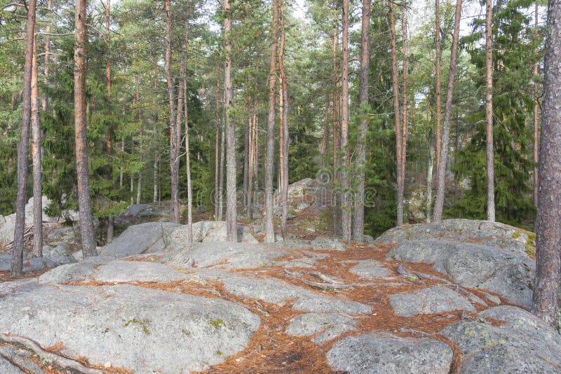 Pine Tree Forest on Top of Rocky Ground Stock Image - Image of tree ...