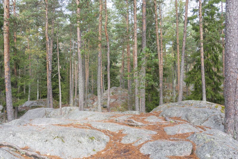 Pine Tree Forest on Top of Rocky Ground Stock Photo - Image of brown ...