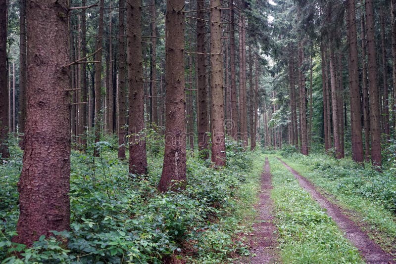 Pine tree forest stock image. Image of plant, wilderness - 77173559