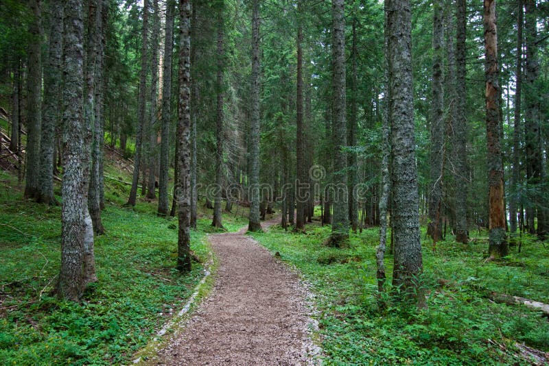 Pine tree forest trail stock photo. Image of walking - 15511066