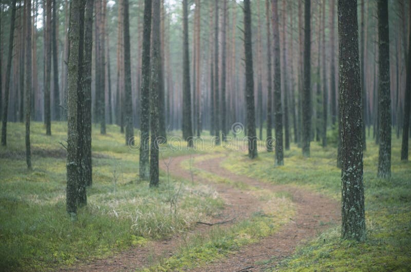 Pine tree forest stock photo. Image of road, dark, morning - 83765662
