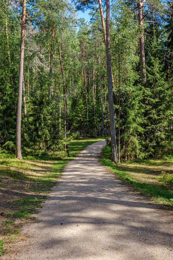Pine Tree Forest with Tree Trunks and Gravel Road Stock Photo - Image ...