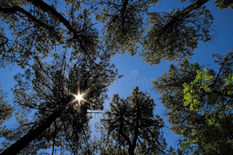 Pine Tree Forest Under a Star-shaped Sun Stock Image - Image of pass ...