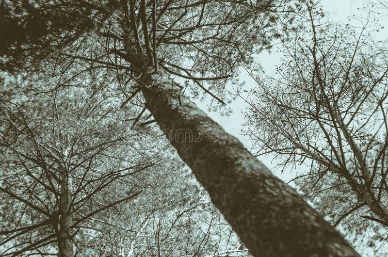 Pine tree view from below. stock photo. Image of environment - 111325836