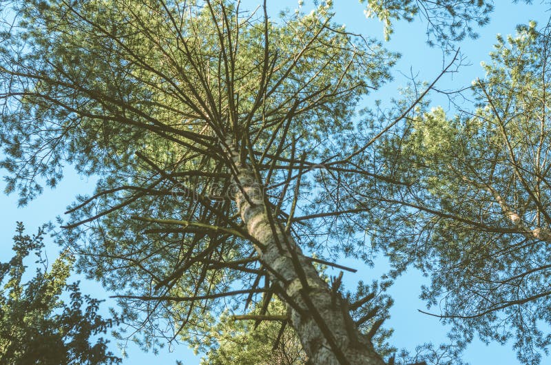 Pine tree view from below. stock photo. Image of environment - 111325836
