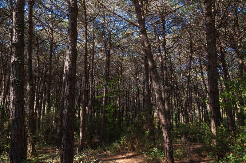Pine Tree Forest View from Inside. Lush Pine Trees Stock Image - Image ...