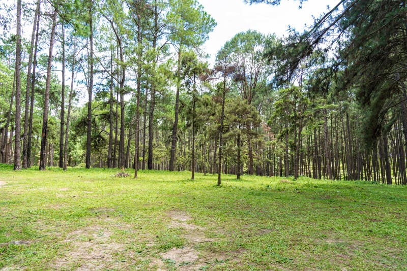 Pine tree forest. stock photo. Image of season, landscape - 74594684
