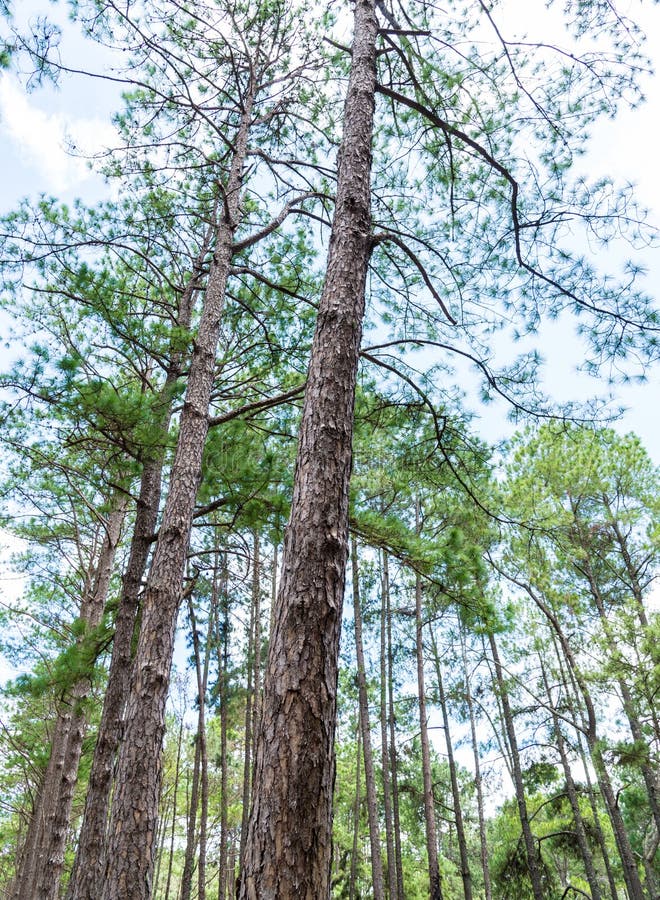 Pine tree forest. stock photo. Image of growth, coniferous - 74594848