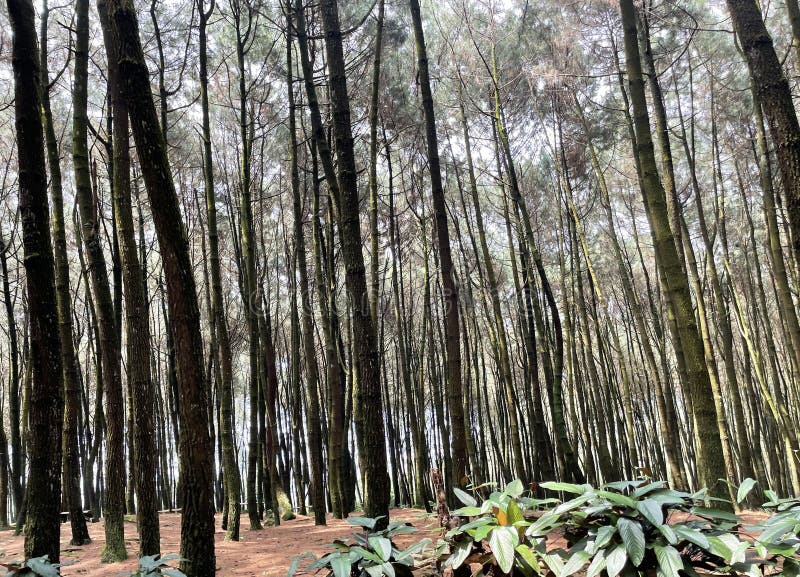Pine Tree Forest in West Java Region, Indonesia during the Day with ...