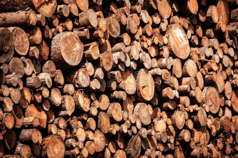 Pine Tree Forestry Exploitation. Stumps and Logs. Overexploitation ...