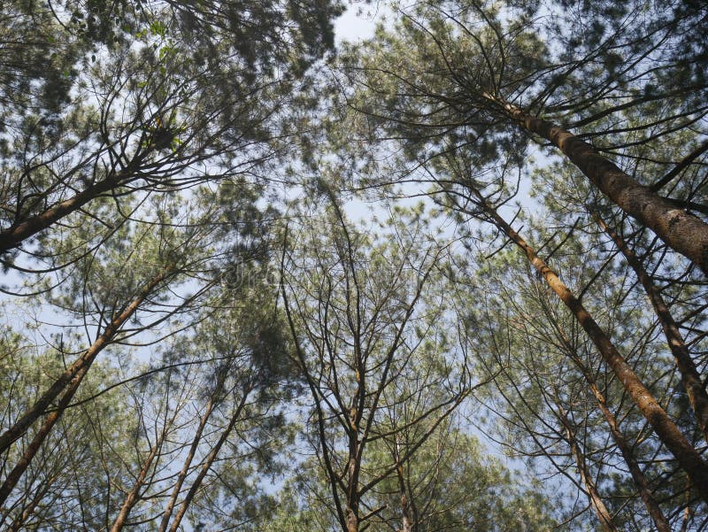 Pine Tree Forests in Indonesia, Especially in Ciamis, West Java. Stock ...