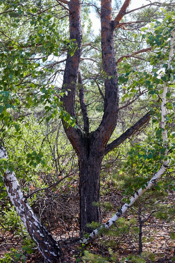 Pine with a Forked Trunk in Forest Stock Photo - Image of sunny, wild ...