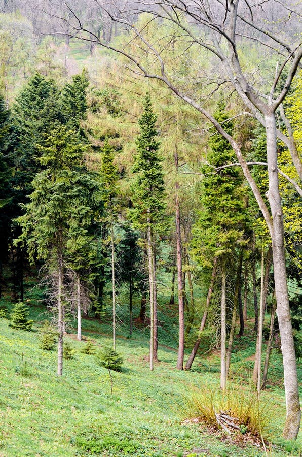 Pine Tree Forrest in the Mountains. Stock Image - Image of mountain ...