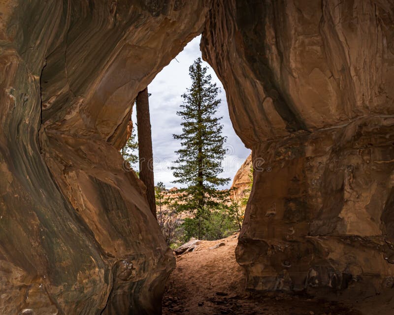 Pine Tree from the Cave stock image. Image of arch, rock - 262789635