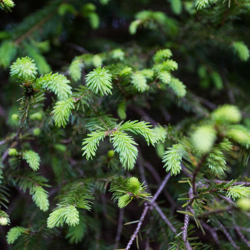 Pine Tree with Fresh New Grown Pine Needles Stock Photo - Image of ...