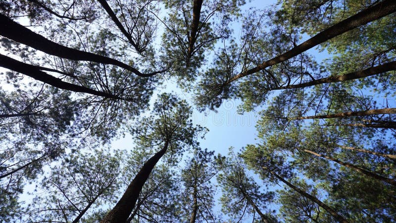 Pine tree with frog angle stock image. Image of park - 353033017