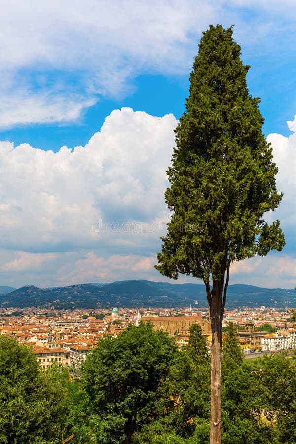 Pine Tree in Front of Florence Cityscape Stock Image - Image of ...