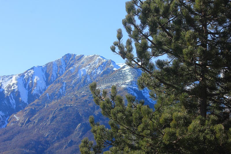 Pine Tree in Front of the Mountain Stock Image - Image of trunk, tree ...