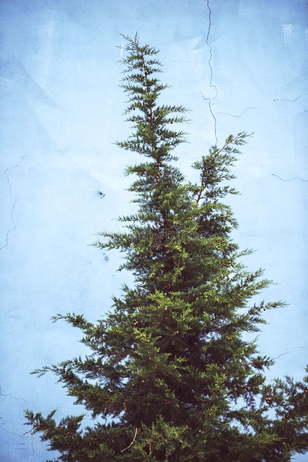 Pine Tree in Front O a Blue Wall Stock Image - Image of barrier ...