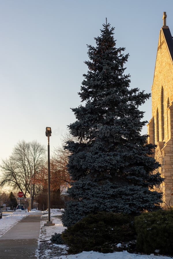 A Pine Tree in Front of a Church Stock Photo - Image of clear, winter ...