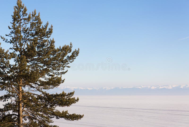 Pine Tree on Frozen Lake and Snow Capped Mountains Background. Stock ...