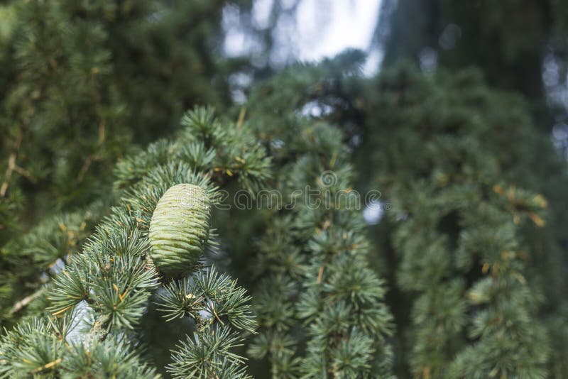 Pine Tree Fruit Background stock image. Image of wilderness - 98266875
