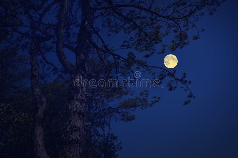 Pine Tree in the Full Moon Night Stock Image - Image of dark ...