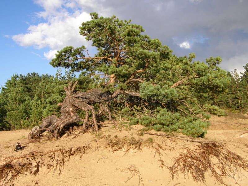 Pine Tree Growing on a Sandy Shore with Very Crooked Roots and Branches ...