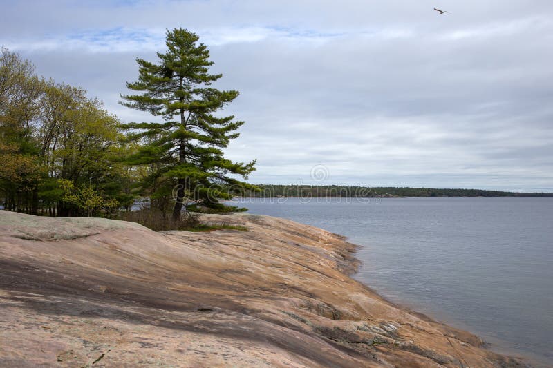 Pine Tree on Granite Shoreline in Canada. Stock Image - Image of canada ...