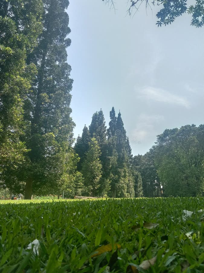 Pine Tree on the Grass Land and the Clean Sky in Bogor Indonesia Stock ...