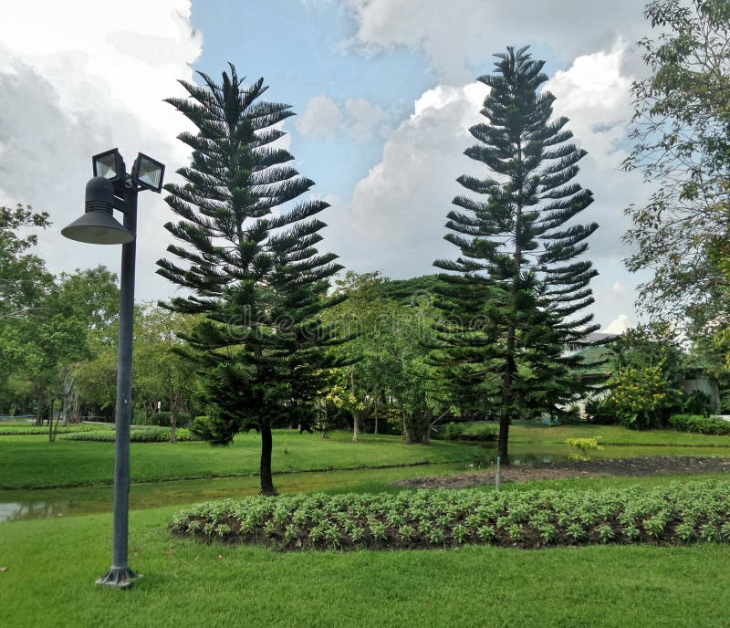 Twi Pine Stock Photos - Free & Royalty-Free Stock Photos from Dreamstime