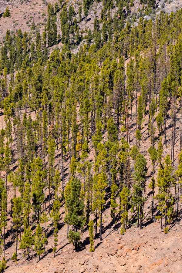 Pine Tree Green Forest stock image. Image of coniferous - 194918695