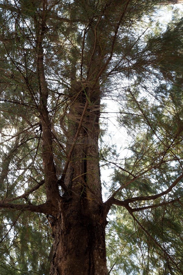 Pine tree stock image. Image of scenery, sunny, panorama - 70289747