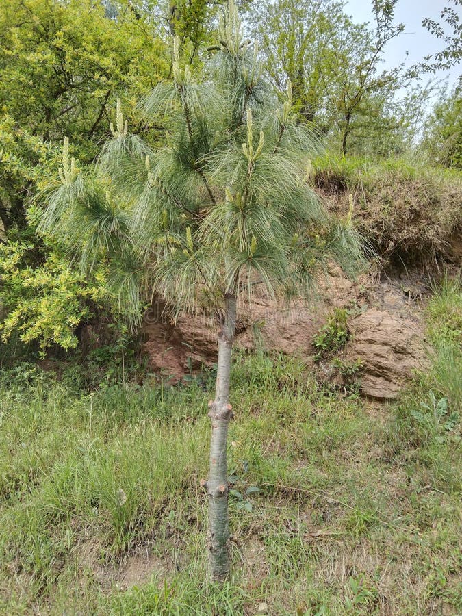 Pine tree with green stem. stock photo. Image of leaves - 220544540