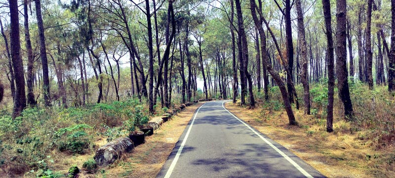 Pine Tree Groups in Forest of Himachal Pradesh India 01 Stock Photo ...