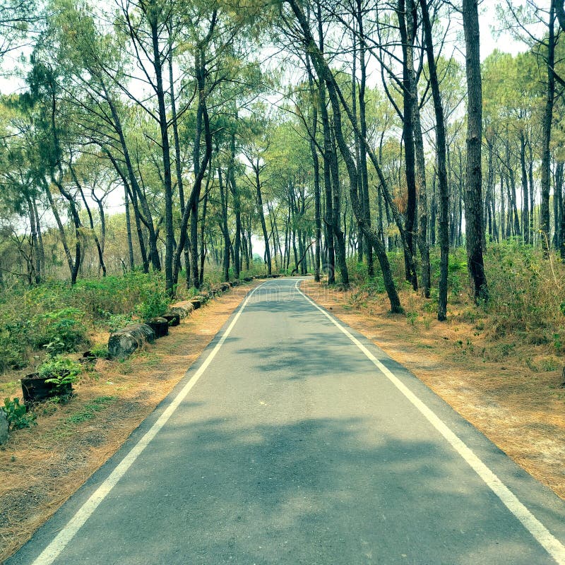 Pine Tree Groups in Forest of Himachal Pradesh India 02 Stock Image ...