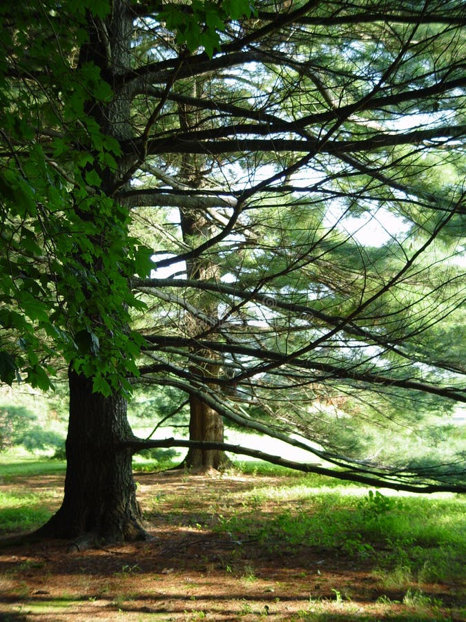 17,385 Pine Tree Grove Stock Photos - Free & Royalty-Free Stock Photos ...