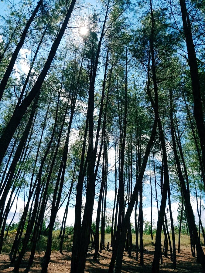 Pine tree grow stock photo. Image of grove, woodland - 209950660