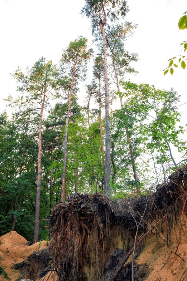 Pine Tree Grow Protruding Roots after Landslide. Sandy Soil Eroded ...