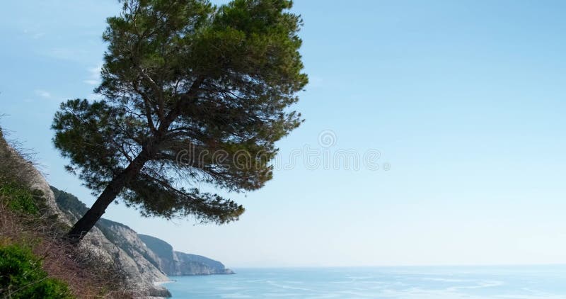 Pine Tree Growing from a Cliff at a Slope. Stock Video - Video of ...