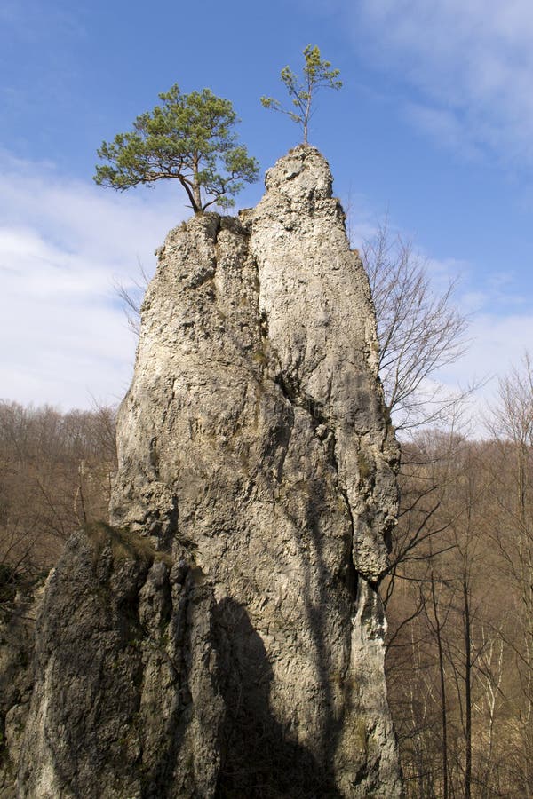 Pine tree growing on cliff stock image. Image of environment - 57645571