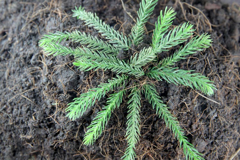Pine Tree Growing on Ground. Stock Image - Image of backyard, nature ...