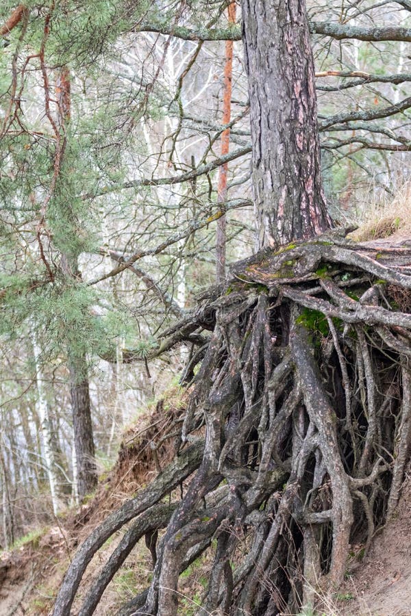 Pine Tree Growing on Hill Edge with Gorgeous Roots Stock Photo - Image ...