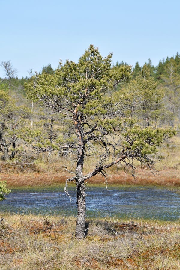 Pine Tree Growing Near Waters in a Swamp. Stock Image - Image of nature ...