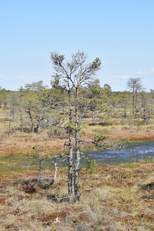Pine Tree Growing Near Waters in a Swamp. Stock Photo - Image of water ...
