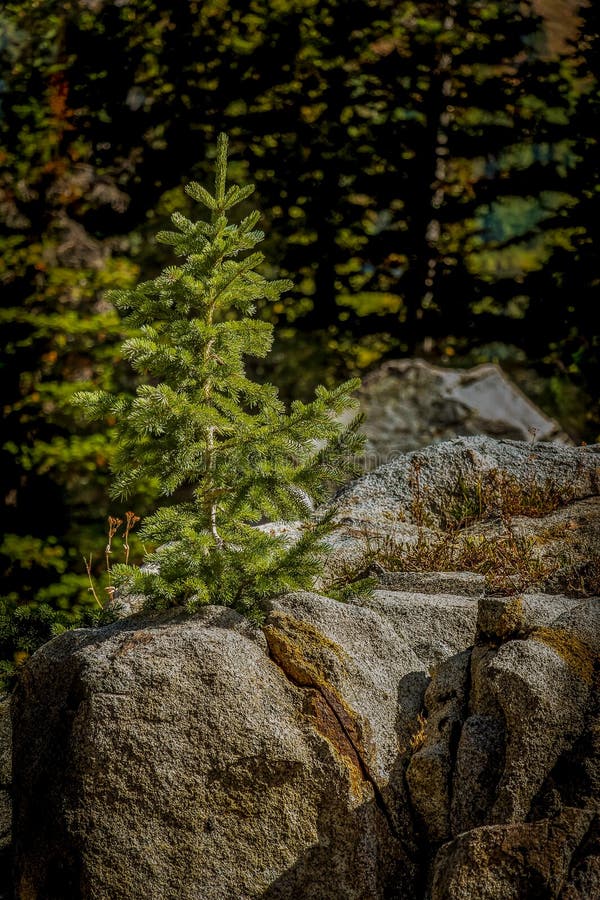 140 Trees Growing Out Rocks Stock Photos - Free & Royalty-Free Stock ...