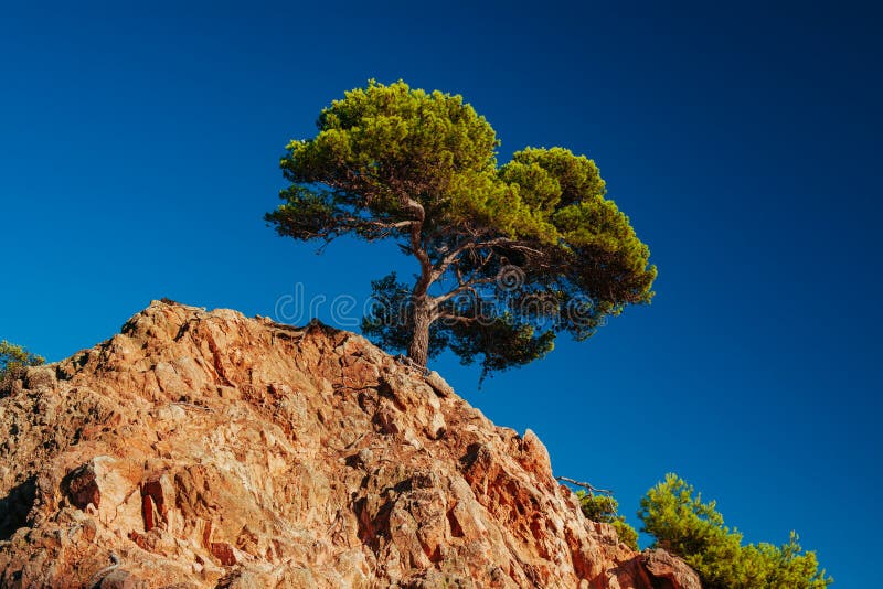 Pine Tree Growing on a Rock in the Mountains on a Sunny Day Stock Photo ...