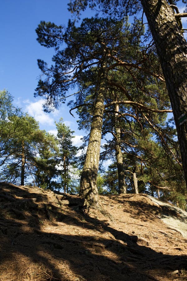 Pine Tree Growing on the Rock Stock Image - Image of leisure, beauty ...