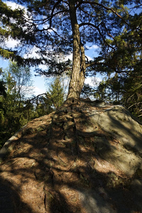 Pine Tree Growing on the Rock Stock Photo - Image of blue, grass: 79040422